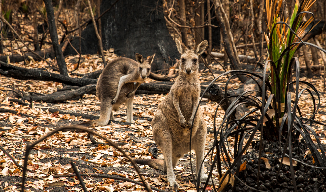Funding supports Australian wildlife bushfire recovery and preparation ...