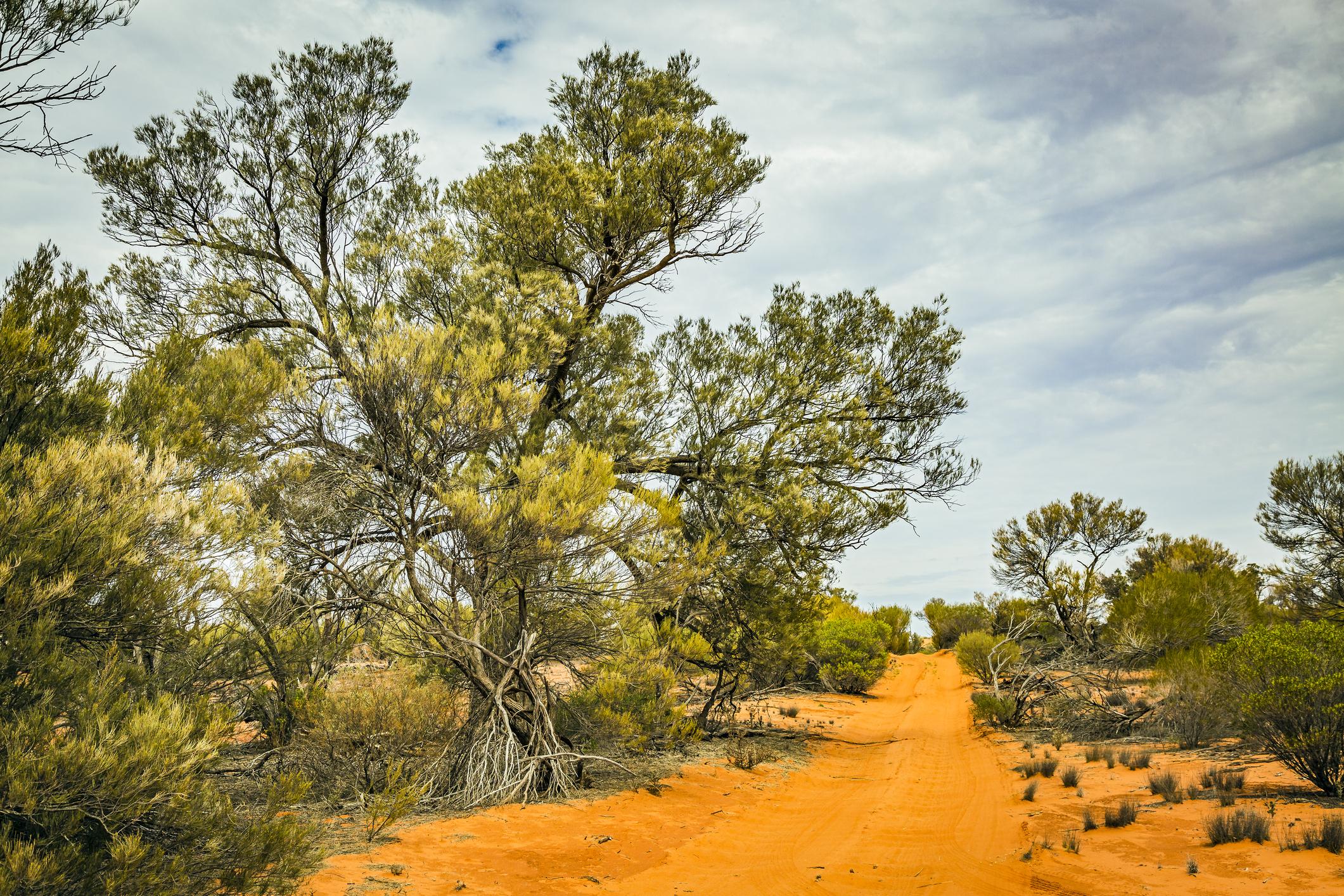 Harnessing First Nations knowledge with the Disaster Ready Fund | NEMA